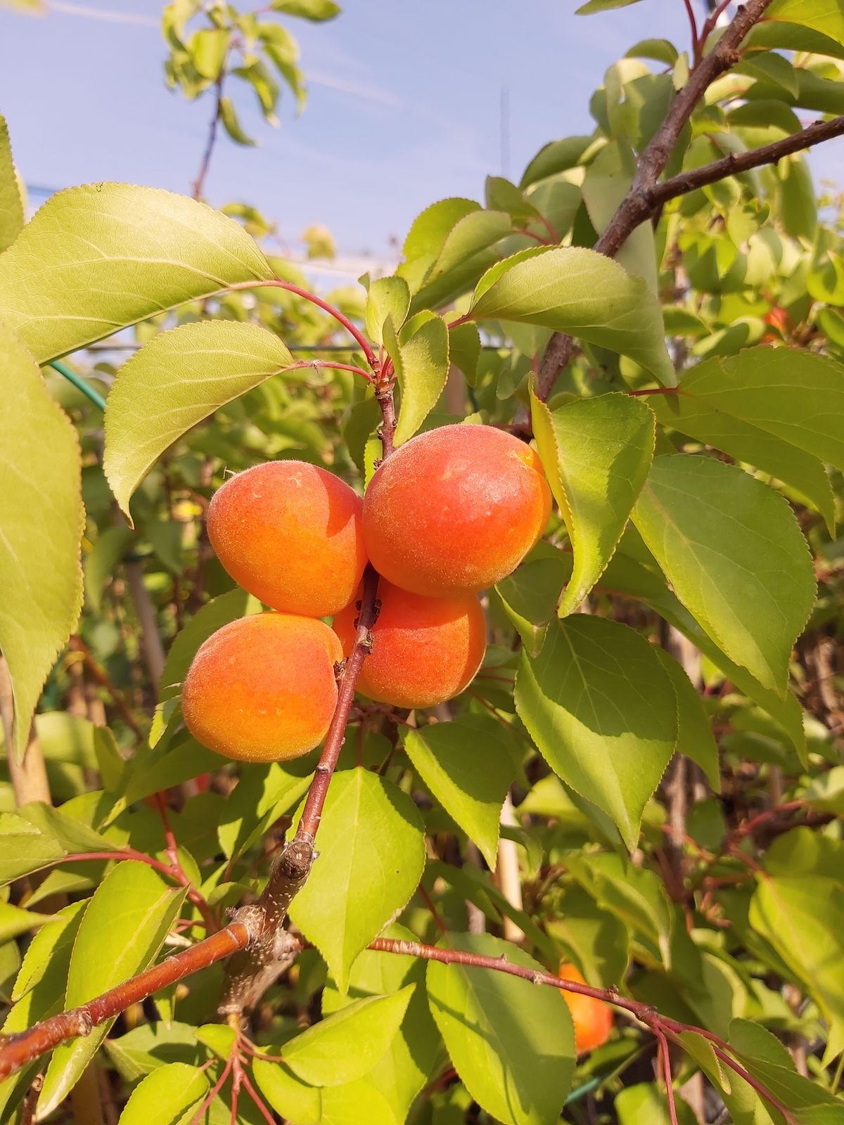 Fruit Trees – The Plantship